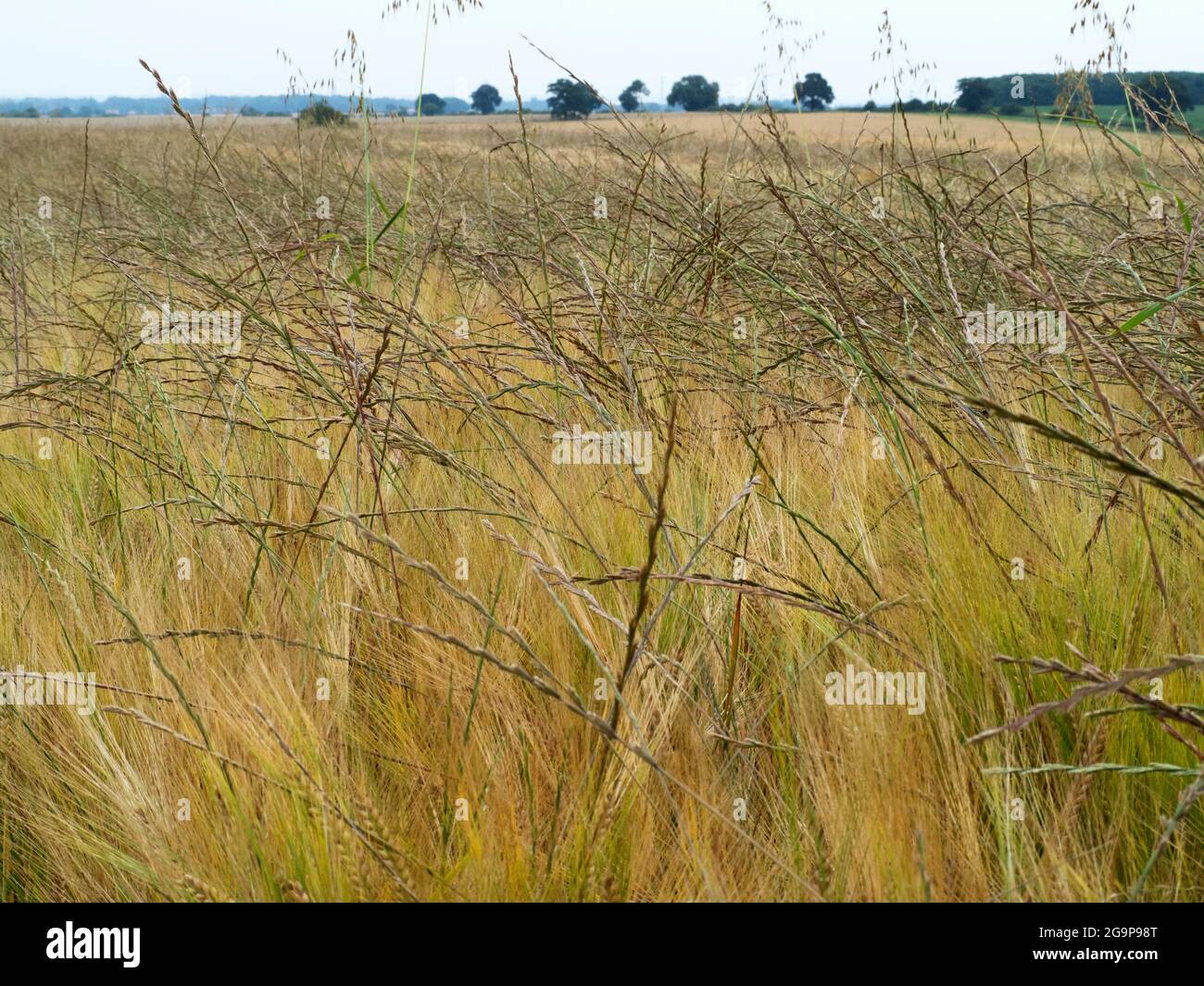 Loglio italiano immagini e fotografie stock ad alta risoluzione - Alamy