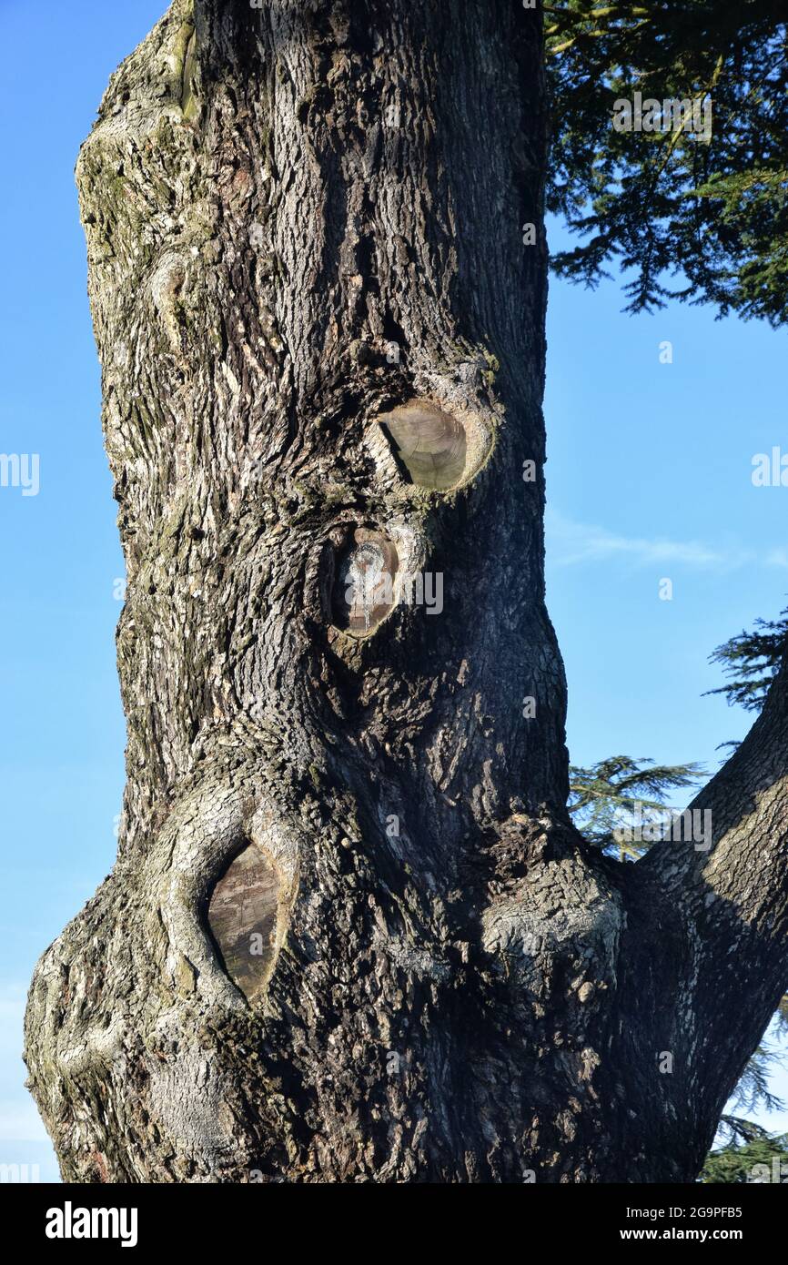 Tronco di cedro del libano immagini e fotografie stock ad alta ...