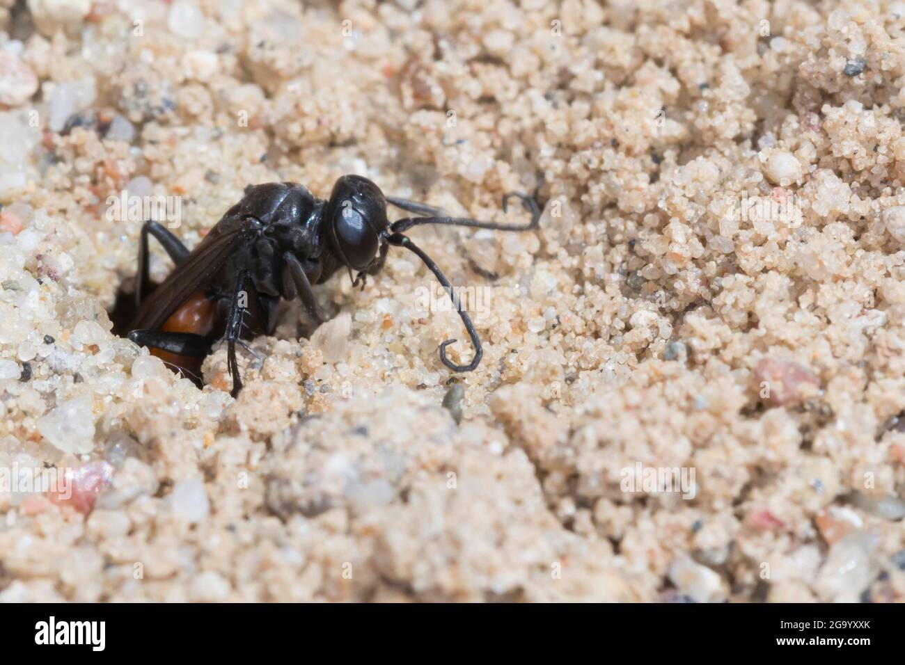 Les pompiles immagini e fotografie stock ad alta risoluzione - Alamy