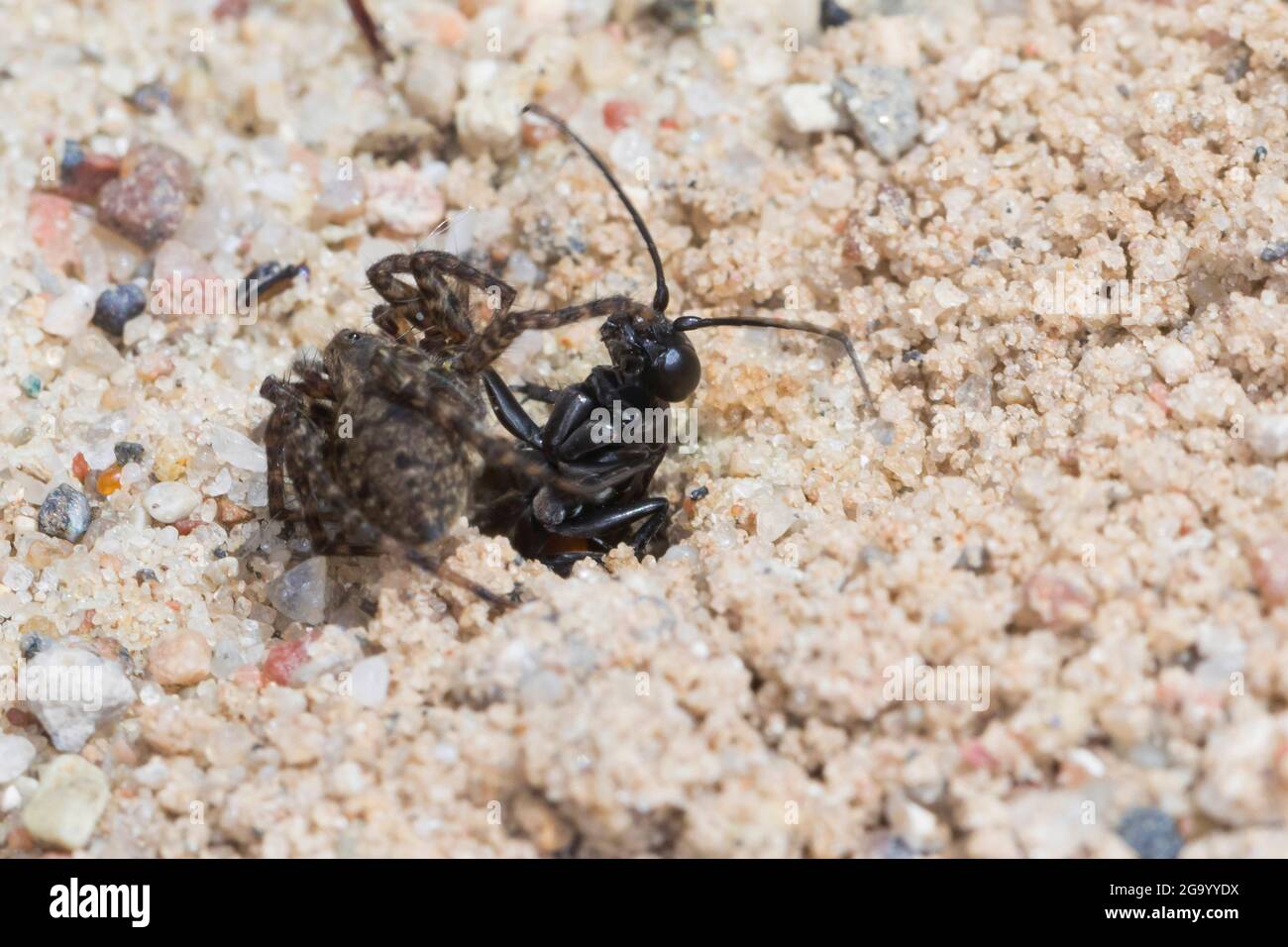 Les pompiles immagini e fotografie stock ad alta risoluzione - Alamy