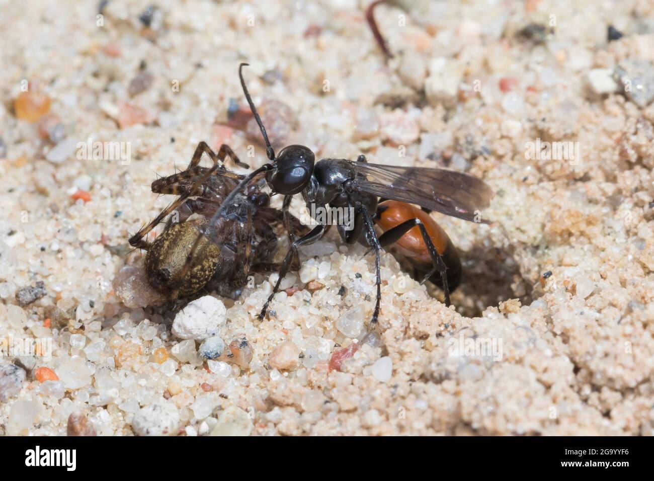 Les pompiles immagini e fotografie stock ad alta risoluzione - Alamy