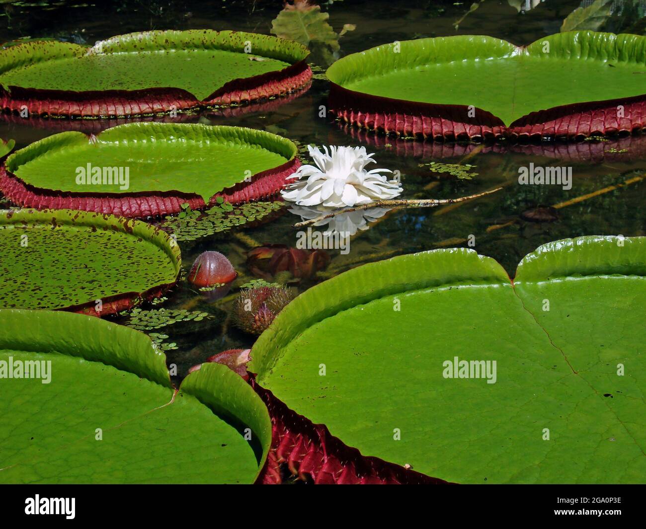 Victoria amazonica plant immagini e fotografie stock ad alta ...