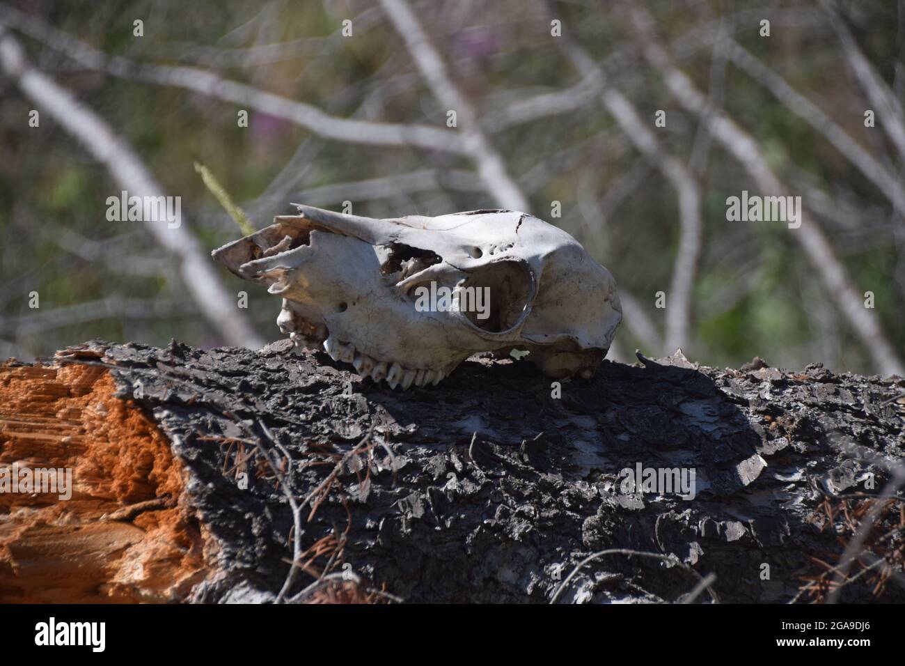 Scheletro di cervo mulo immagini e fotografie stock ad alta risoluzione ...