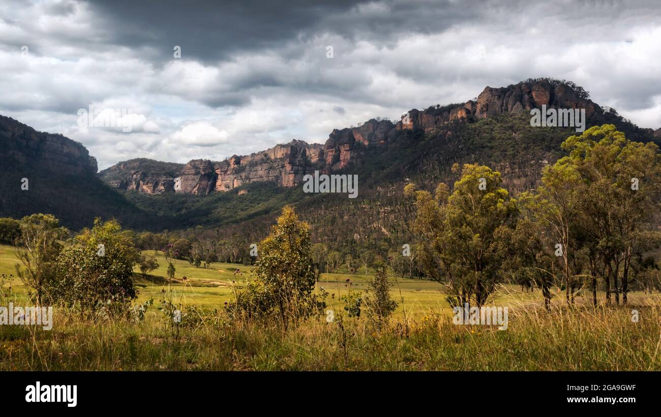 Un gruppo di cespugli con una montagna sullo sfondo immagini e ...