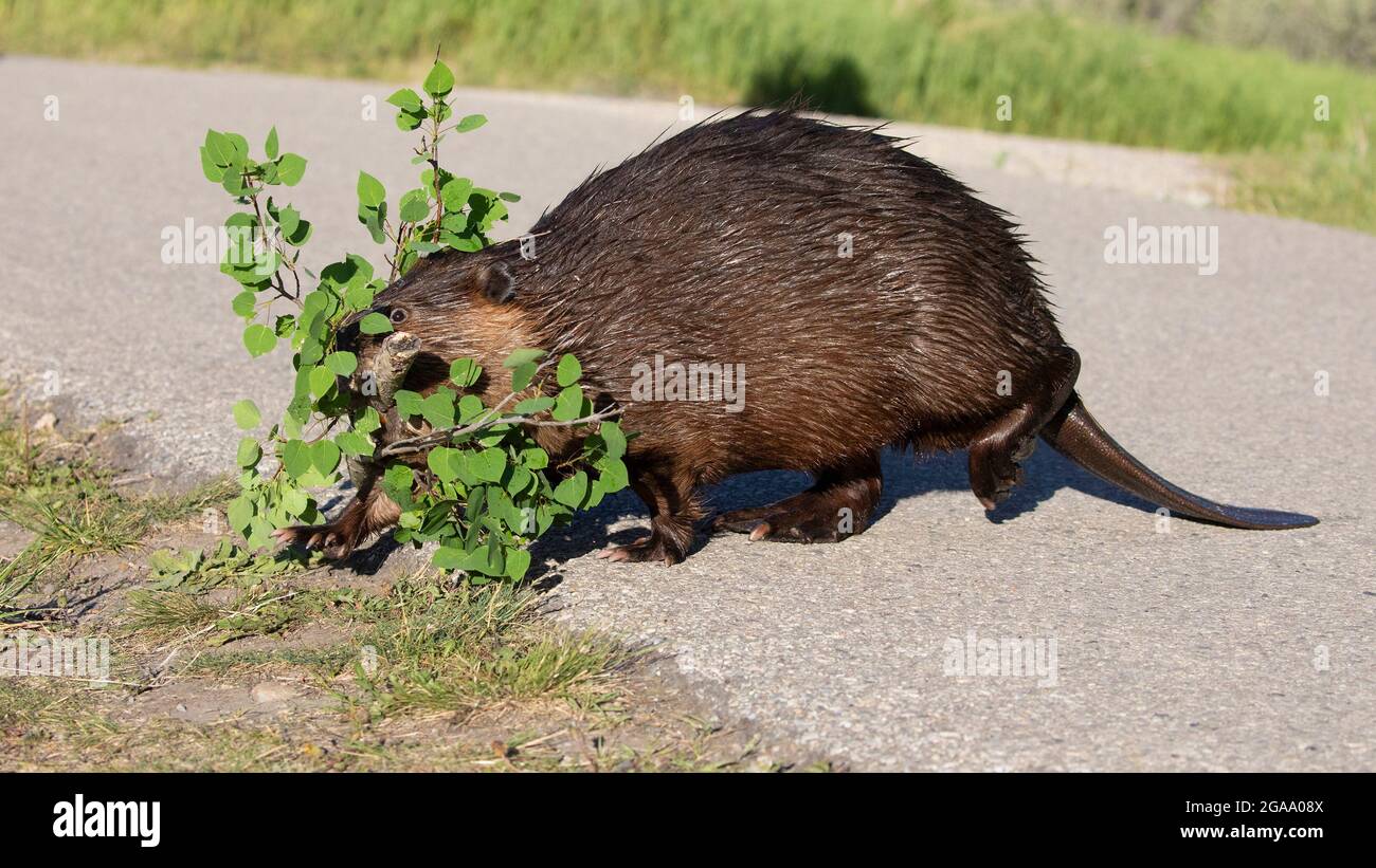 Castoro che trasporta cibo immagini e fotografie stock ad alta ...