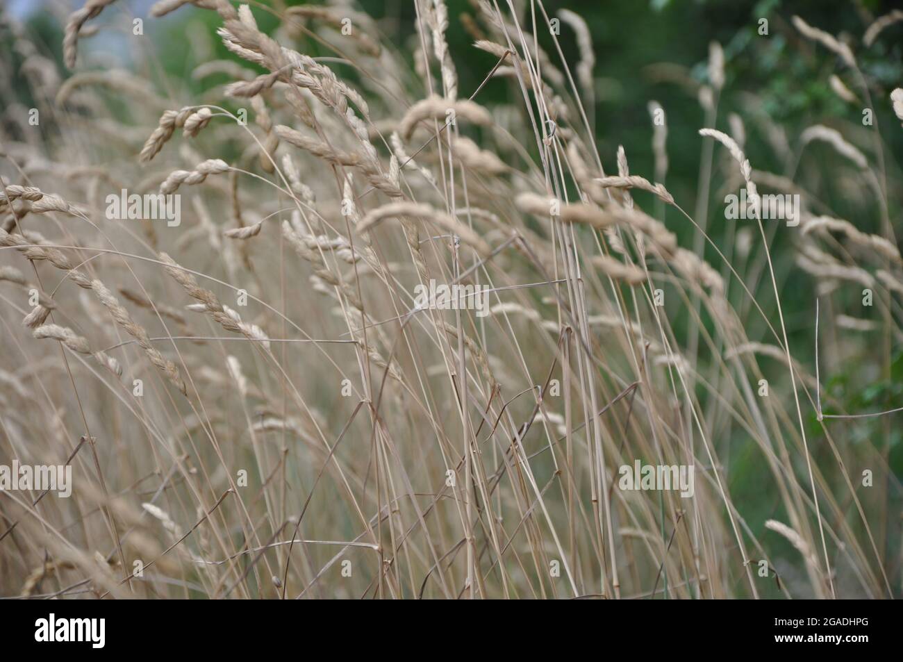 Ländliches ambiente immagini e fotografie stock ad alta risoluzione - Alamy