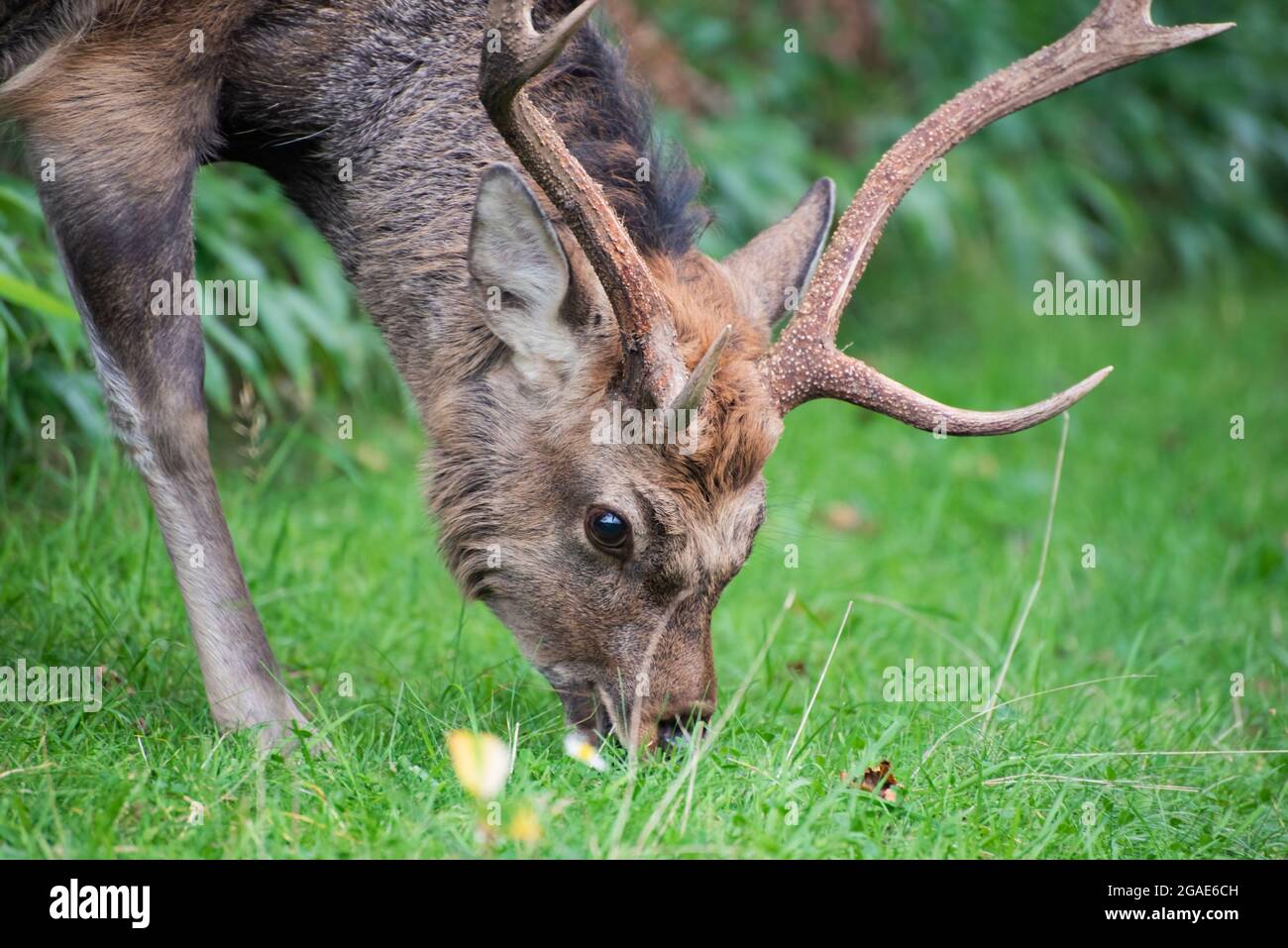 Cervo sika nella penisola di shiretoko immagini e fotografie stock ad ...