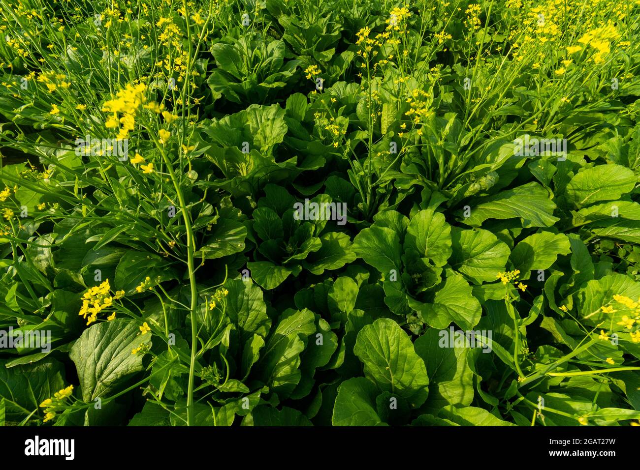 Pianta di senape immagini e fotografie stock ad alta risoluzione - Alamy