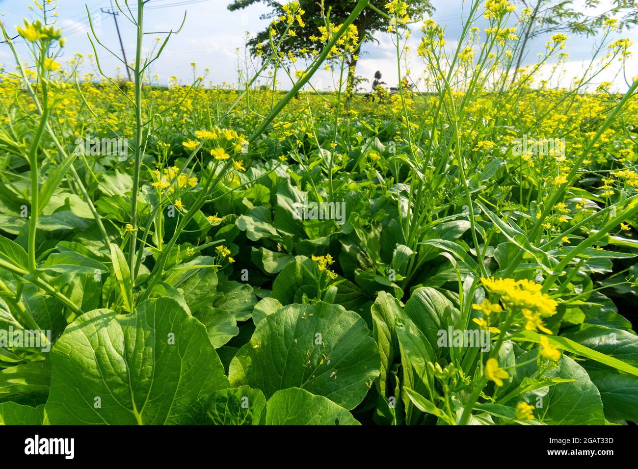 Pianta di senape immagini e fotografie stock ad alta risoluzione - Alamy