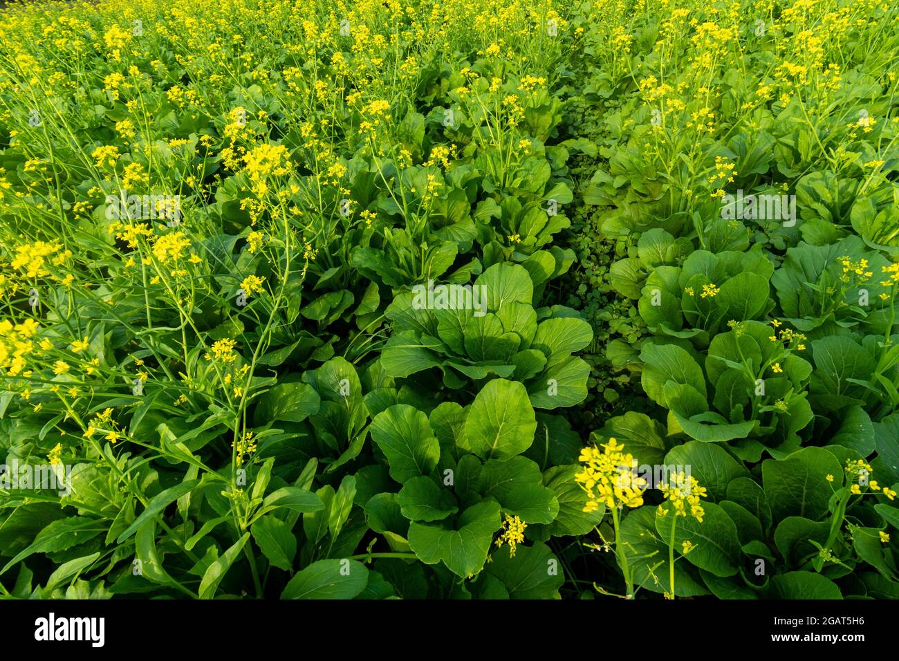 Pianta di senape immagini e fotografie stock ad alta risoluzione - Alamy