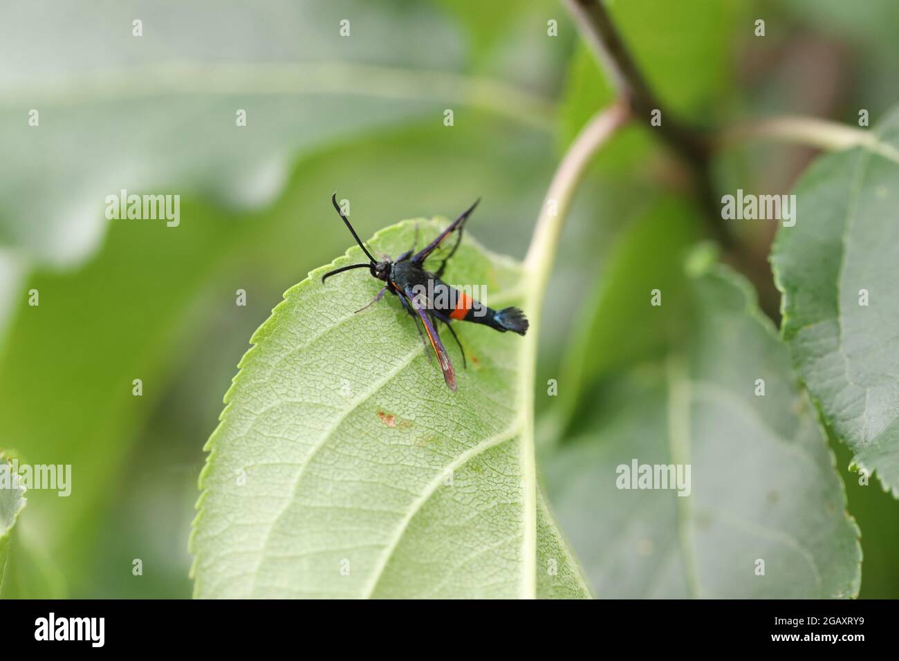 Antenna della fattoria delle mele immagini e fotografie stock ad alta ...