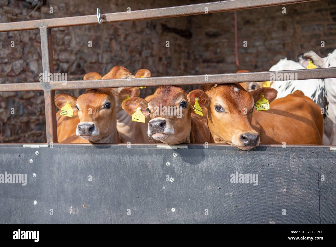 Mucche e vitelli curiosi immagini e fotografie stock ad alta ...