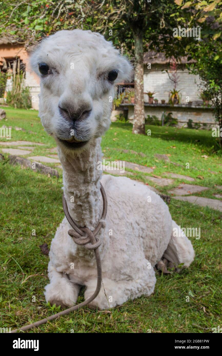 Lama del perù immagini e fotografie stock ad alta risoluzione - Alamy