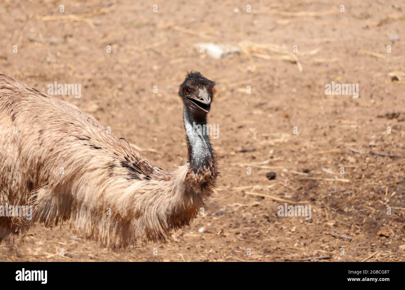 Pelliccia di struzzo immagini e fotografie stock ad alta risoluzione ...