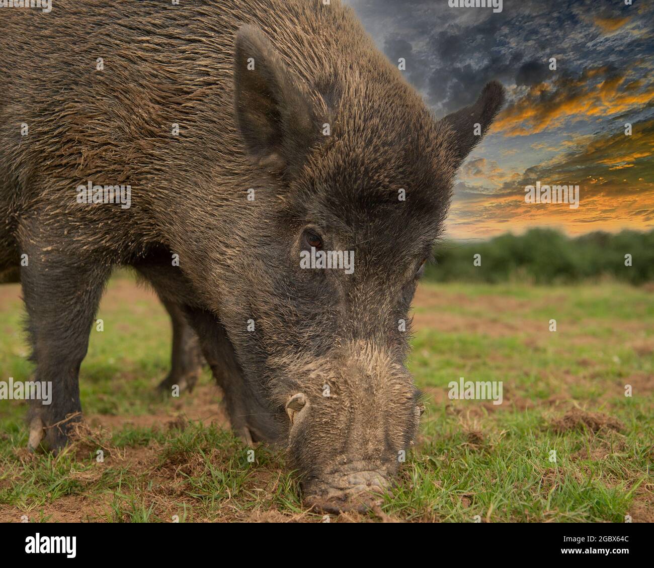 Zanne di cinghiale immagini e fotografie stock ad alta risoluzione - Alamy