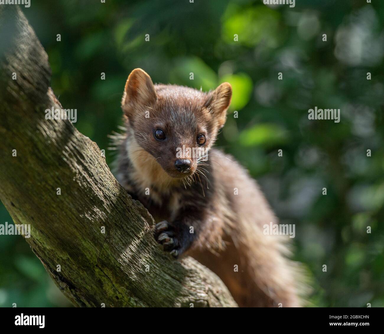 Martora europea martora martora immagini e fotografie stock ad alta ...