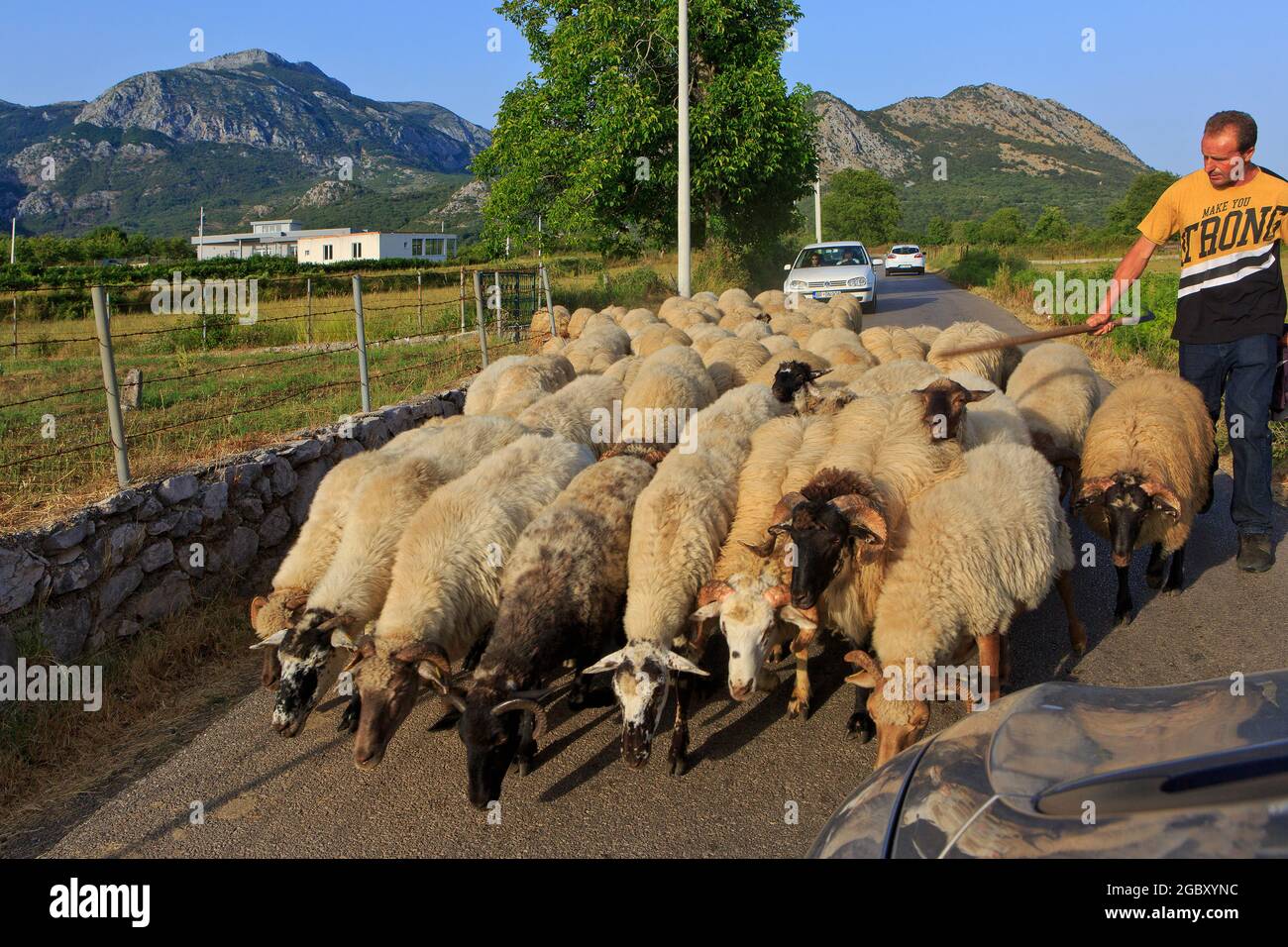 Pastore che raduna le sue pecore immagini e fotografie stock ad alta ...