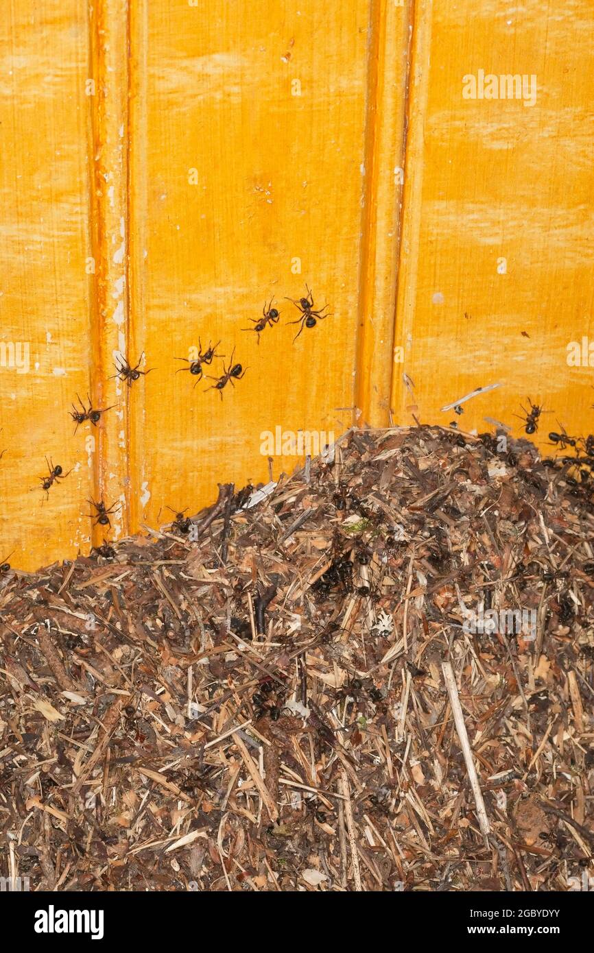 Nido di formiche di legno immagini e fotografie stock ad alta ...