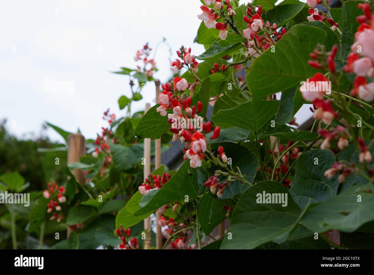 Simulidi sui fagiolini rampicanti immagini e fotografie stock ad alta ...