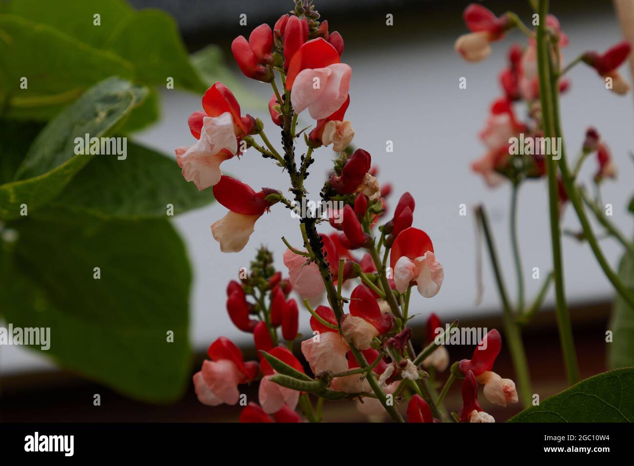 Simulidi sui fagiolini rampicanti immagini e fotografie stock ad alta ...