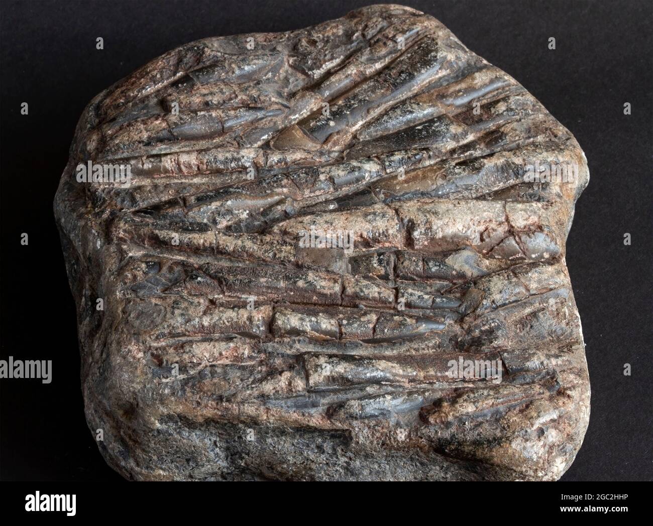Campo di battaglia belemnite immagini e fotografie stock ad alta ...