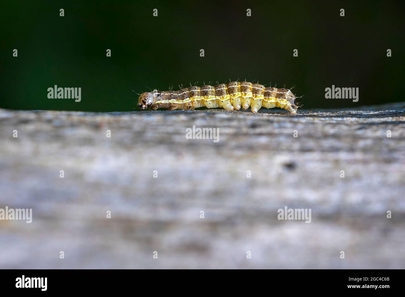 Piccola falena bianca immagini e fotografie stock ad alta risoluzione ...