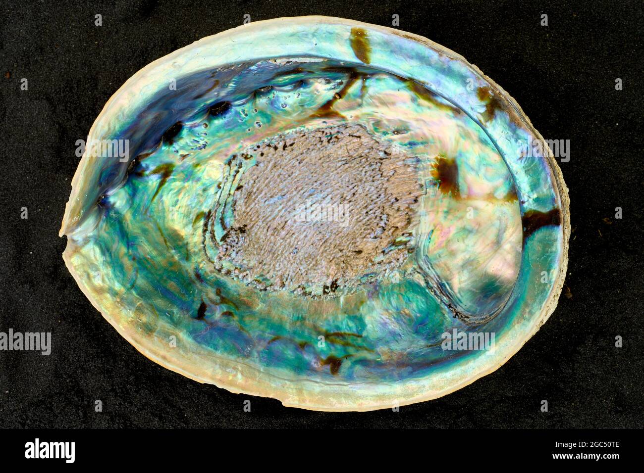 Paua shell abalone immagini e fotografie stock ad alta risoluzione - Alamy