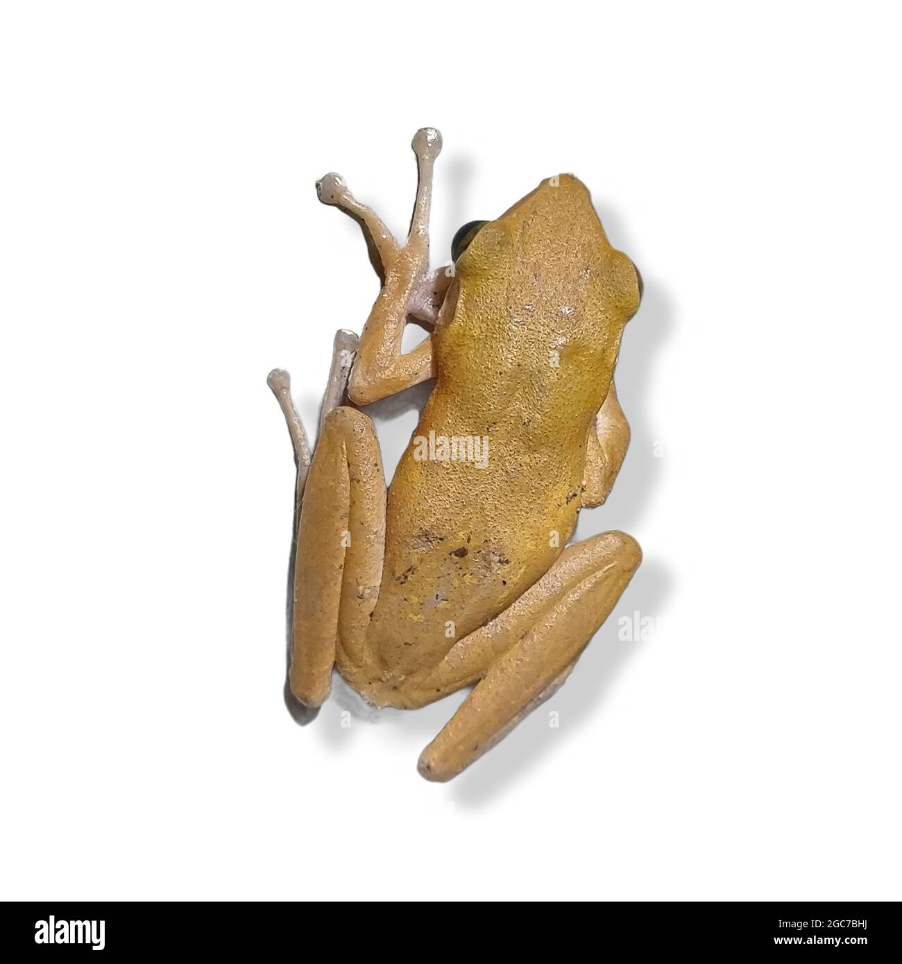 Rana gialla e nera Immagini senza sfondo e Foto Stock ritagliate - Alamy