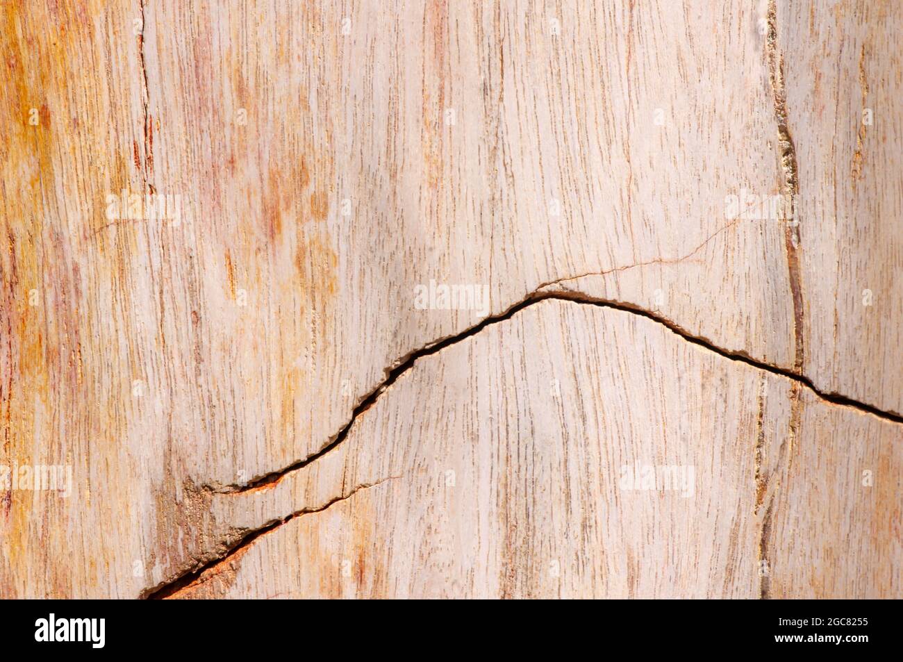 Sezione del tronco di albero pietrificato nel parco nazionale della ...