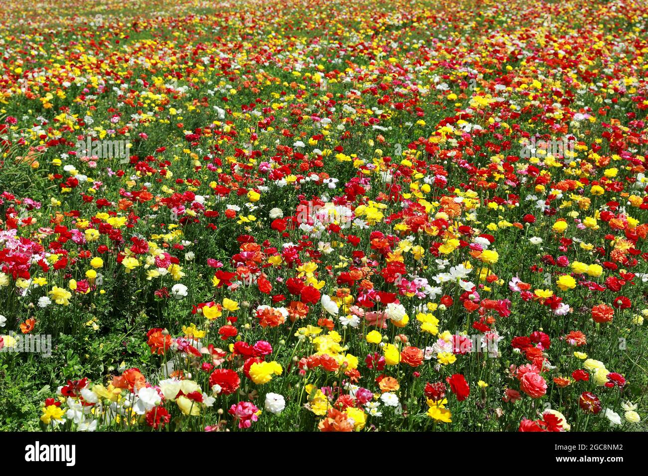 File di fiori primaverili immagini e fotografie stock ad alta ...