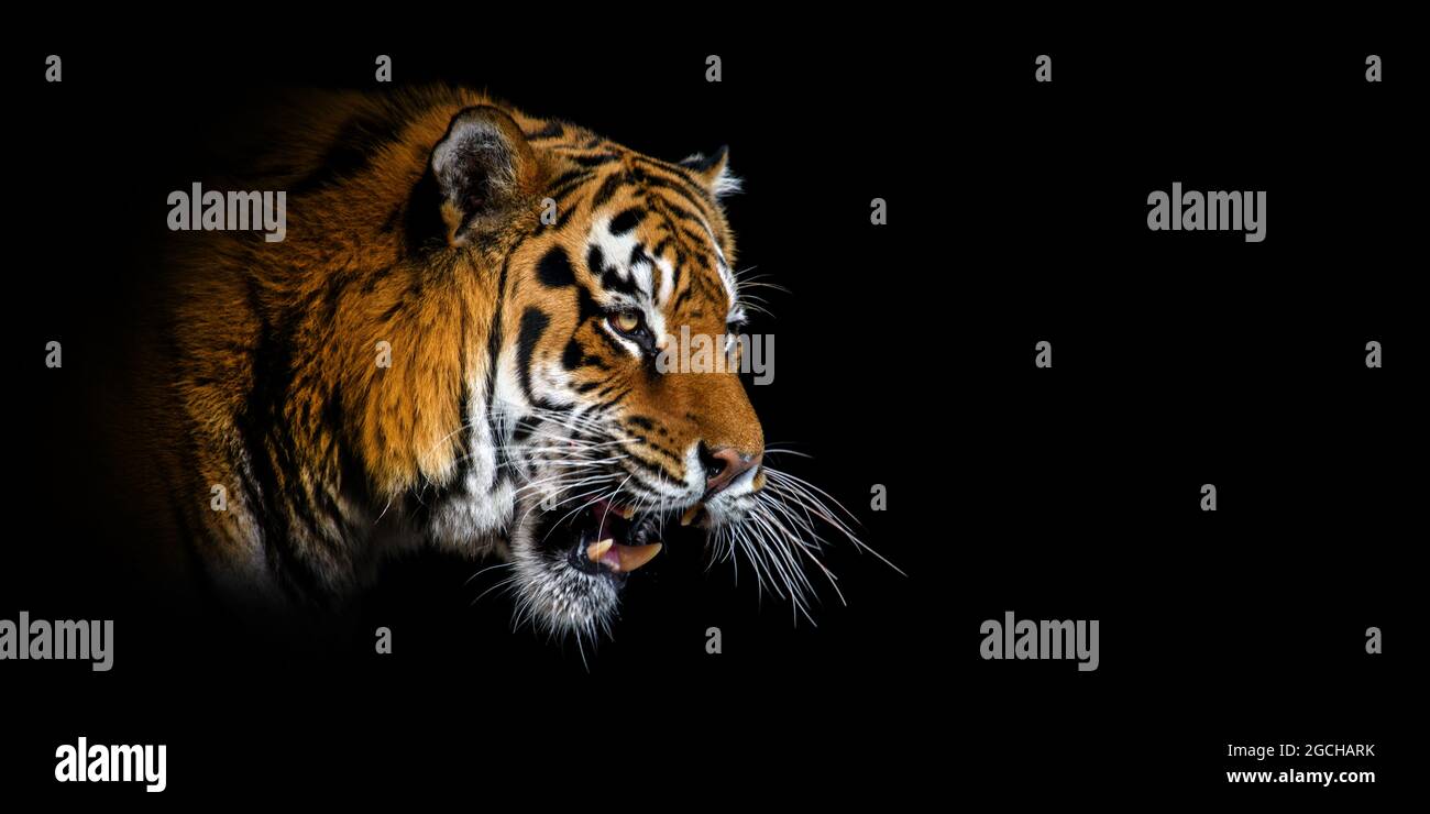 Tigre del primo piano immagini e fotografie stock ad alta risoluzione ...