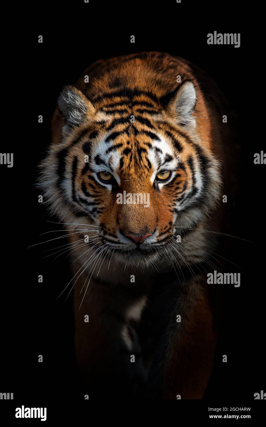 Tigre del primo piano immagini e fotografie stock ad alta risoluzione ...