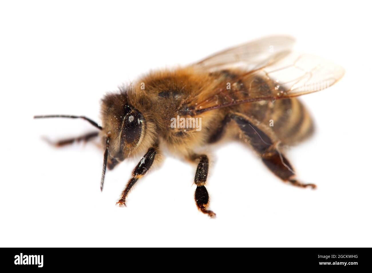Particolare di ape o di ape in latino Apis mellifera, europeo o ...