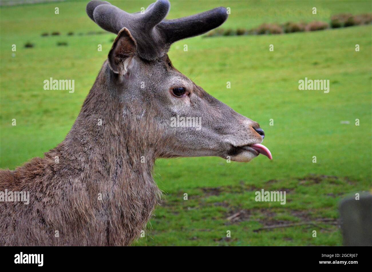 Cervo della sala dei cervi immagini e fotografie stock ad alta ...