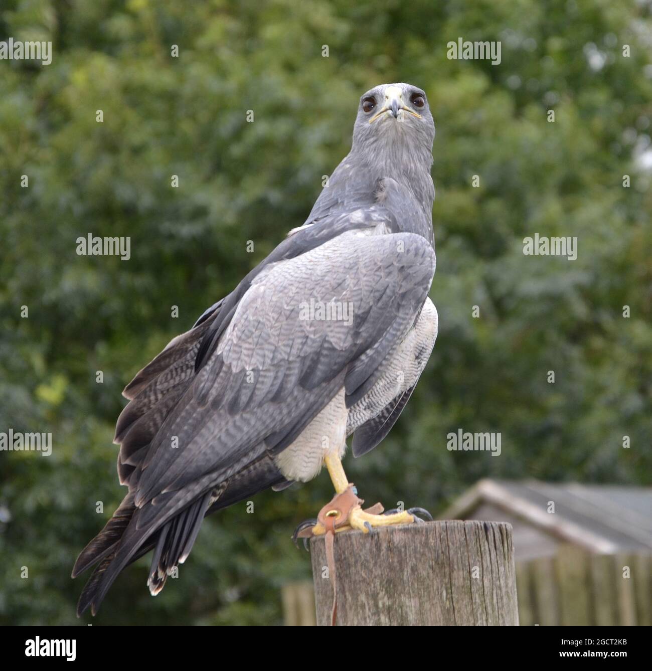 Aquila blu cilena immagini e fotografie stock ad alta risoluzione - Alamy