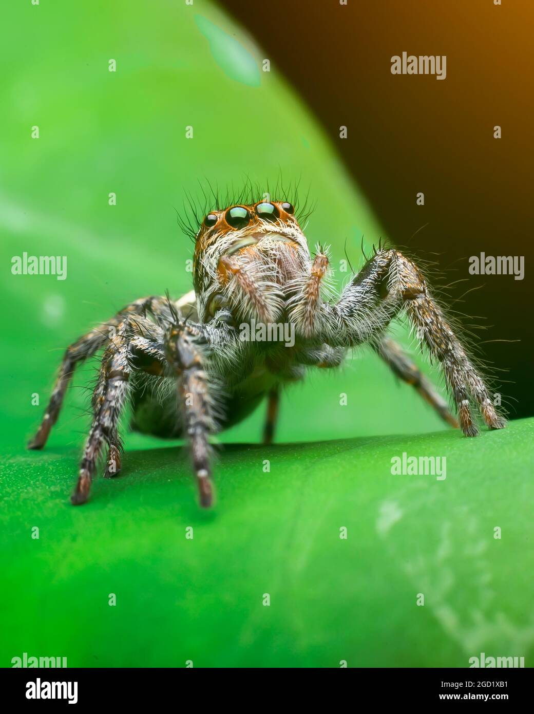 Jumping spider head close up immagini e fotografie stock ad alta ...