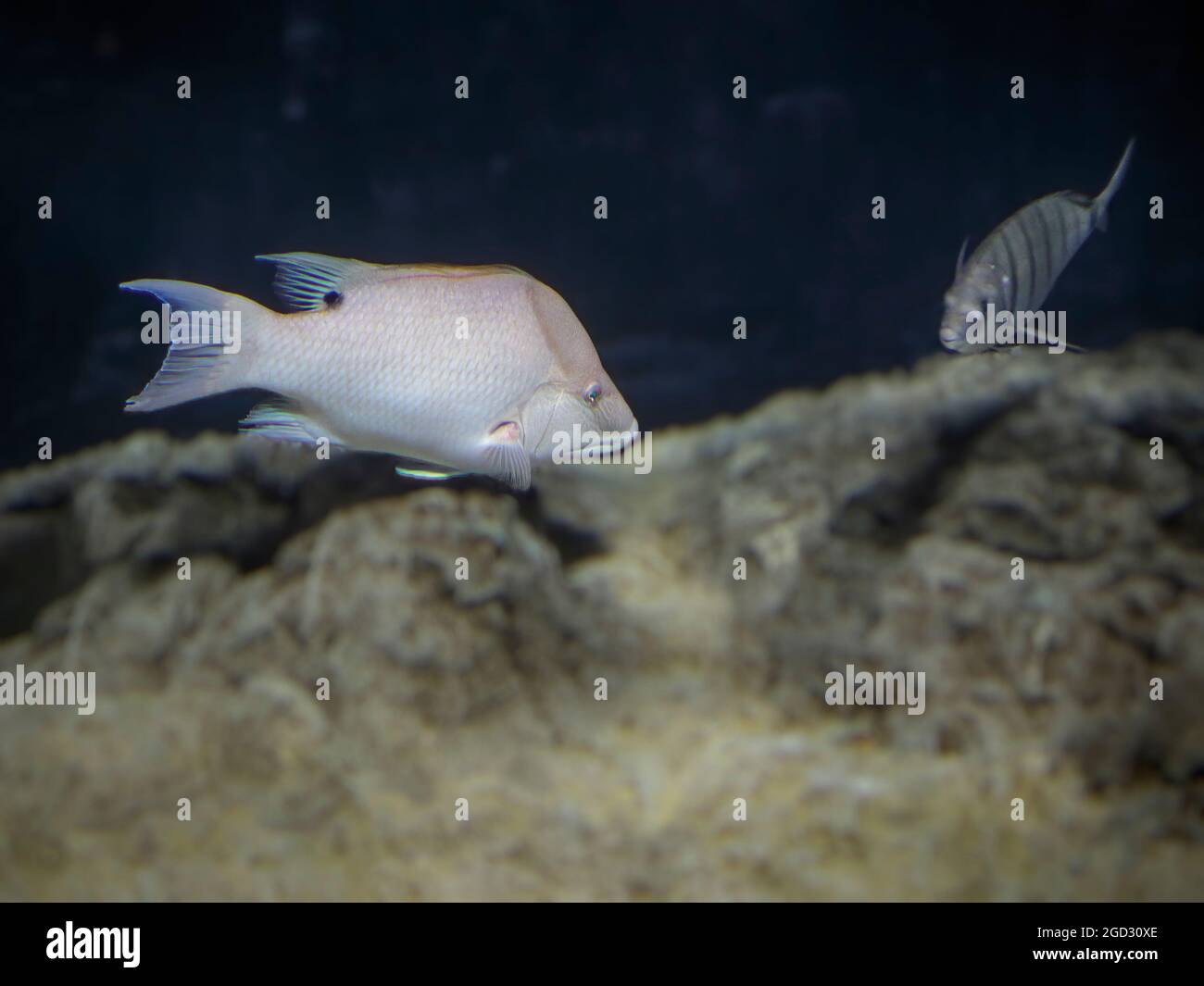 Pesce di mare tropicale immagini e fotografie stock ad alta risoluzione ...