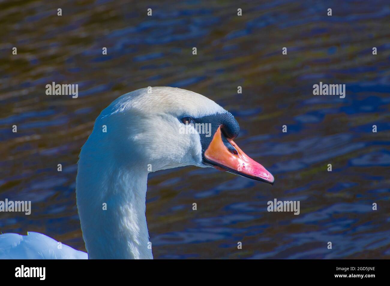 Fauna selvatica del cigno muto immagini e fotografie stock ad alta ...