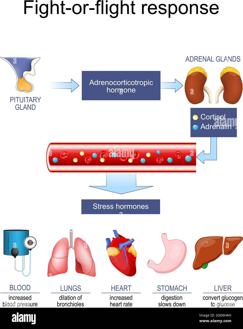 Hormone hypothalamus anatomy diagram immagini e fotografie stock ad ...