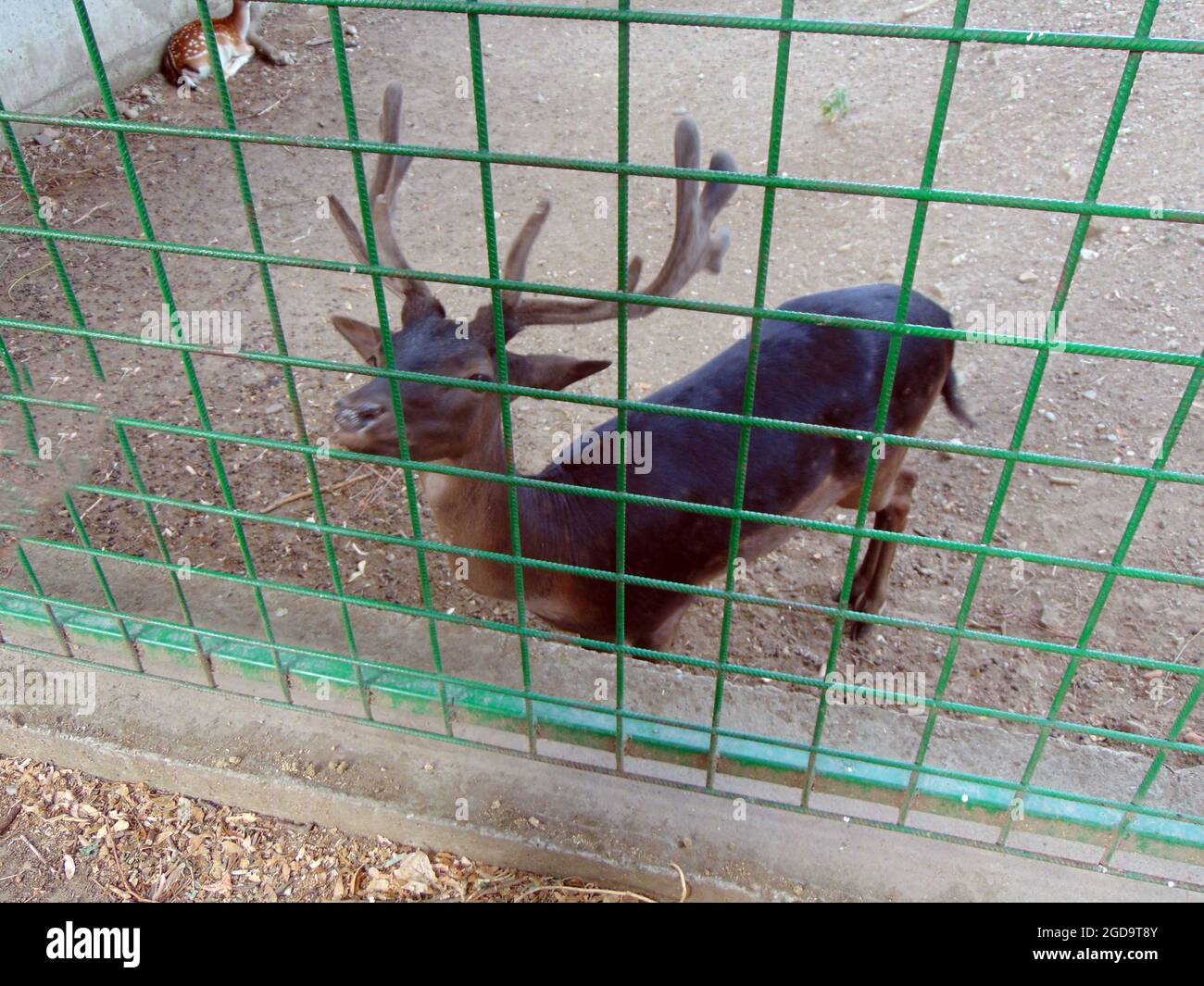 Cervi romani immagini e fotografie stock ad alta risoluzione - Alamy
