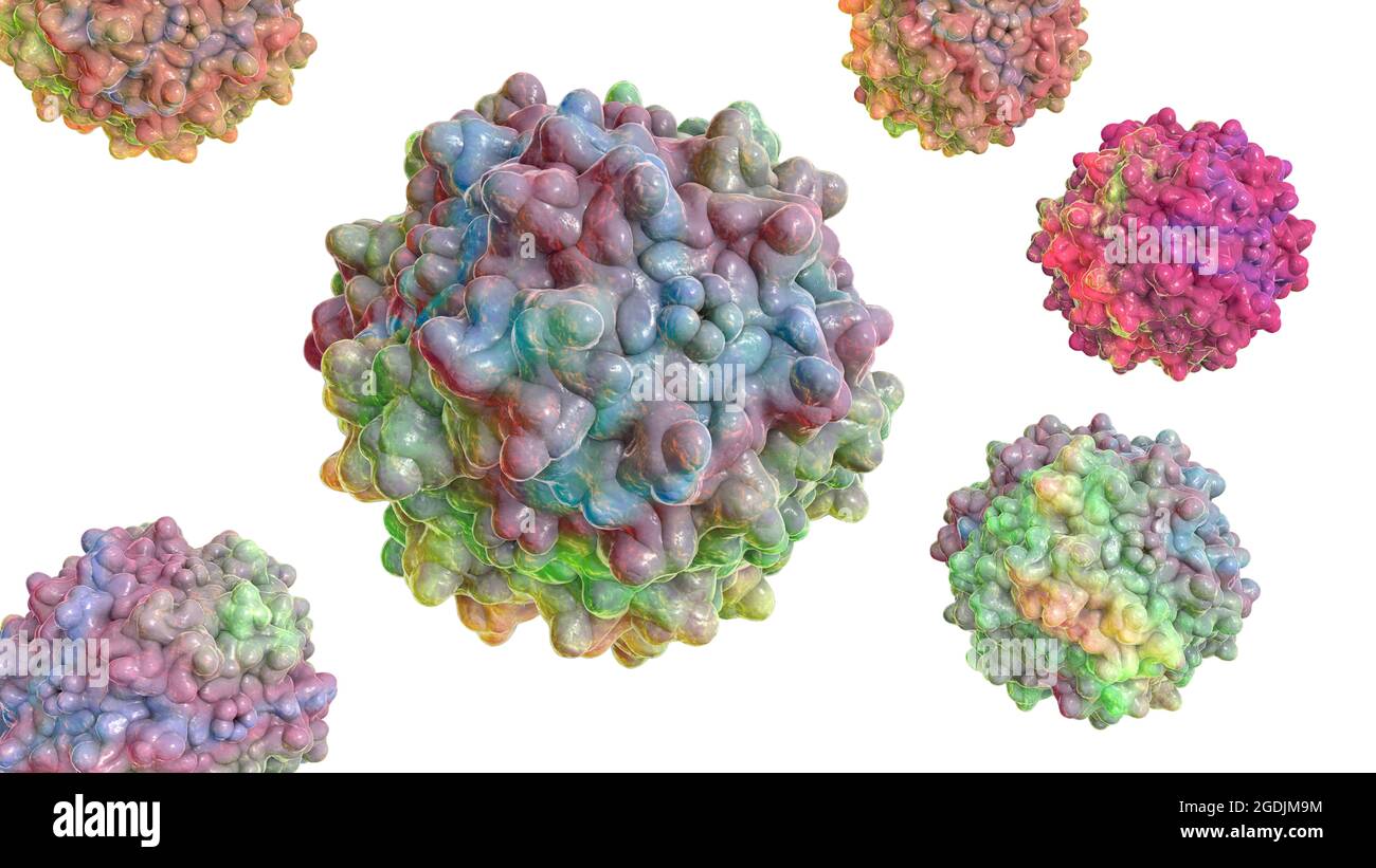 Adeno virus immagini e fotografie stock ad alta risoluzione - Alamy