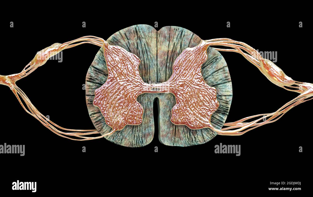 Midollo spinale 3d immagini e fotografie stock ad alta risoluzione ...