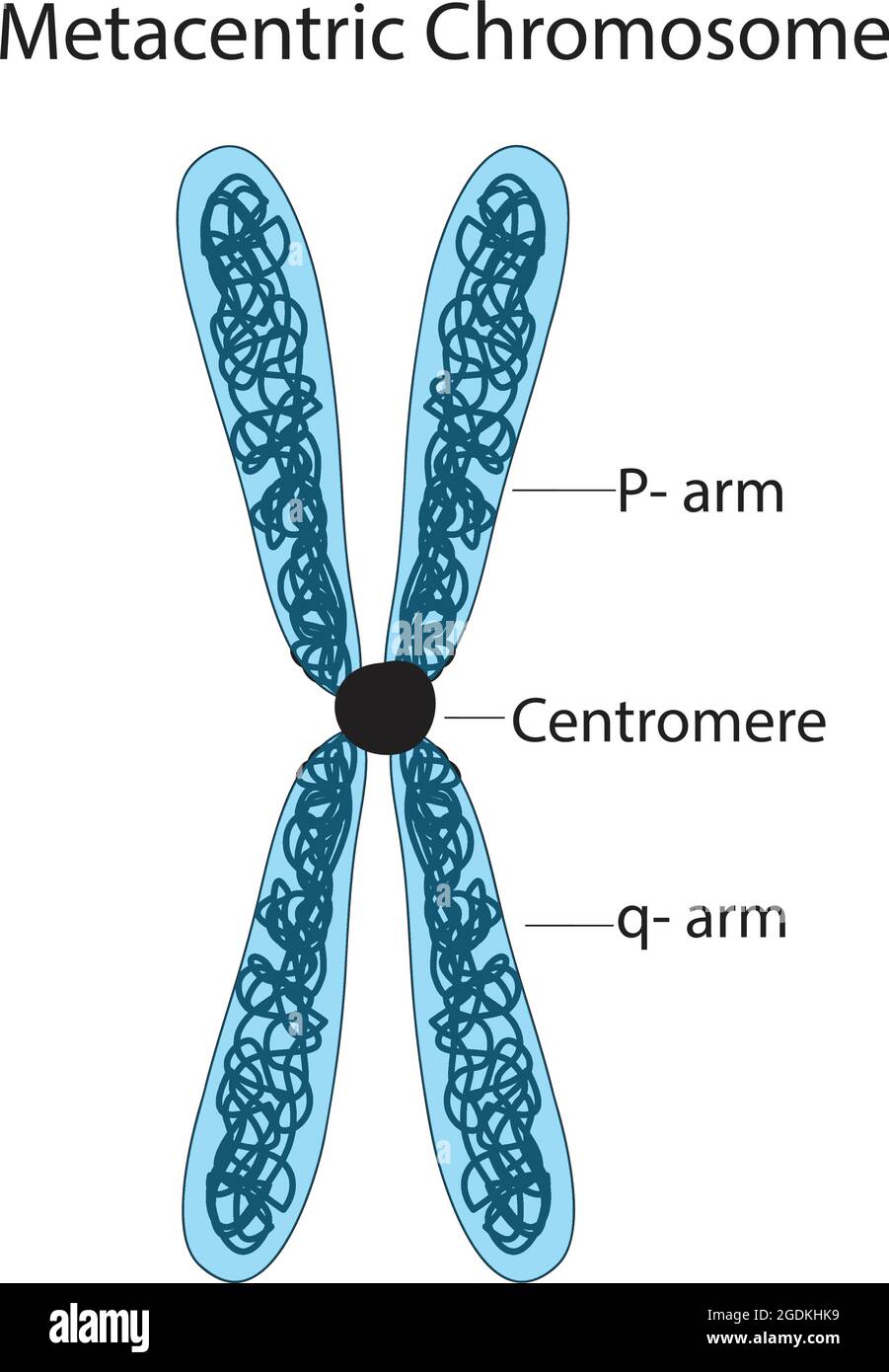 il cromosoma metacentrico, ha il centromero situato a metà tra le ...