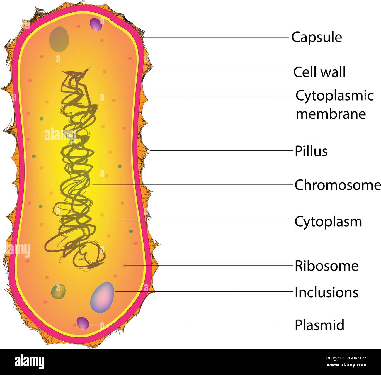 Batteri patogeni Immagini Vettoriali Stock - Alamy