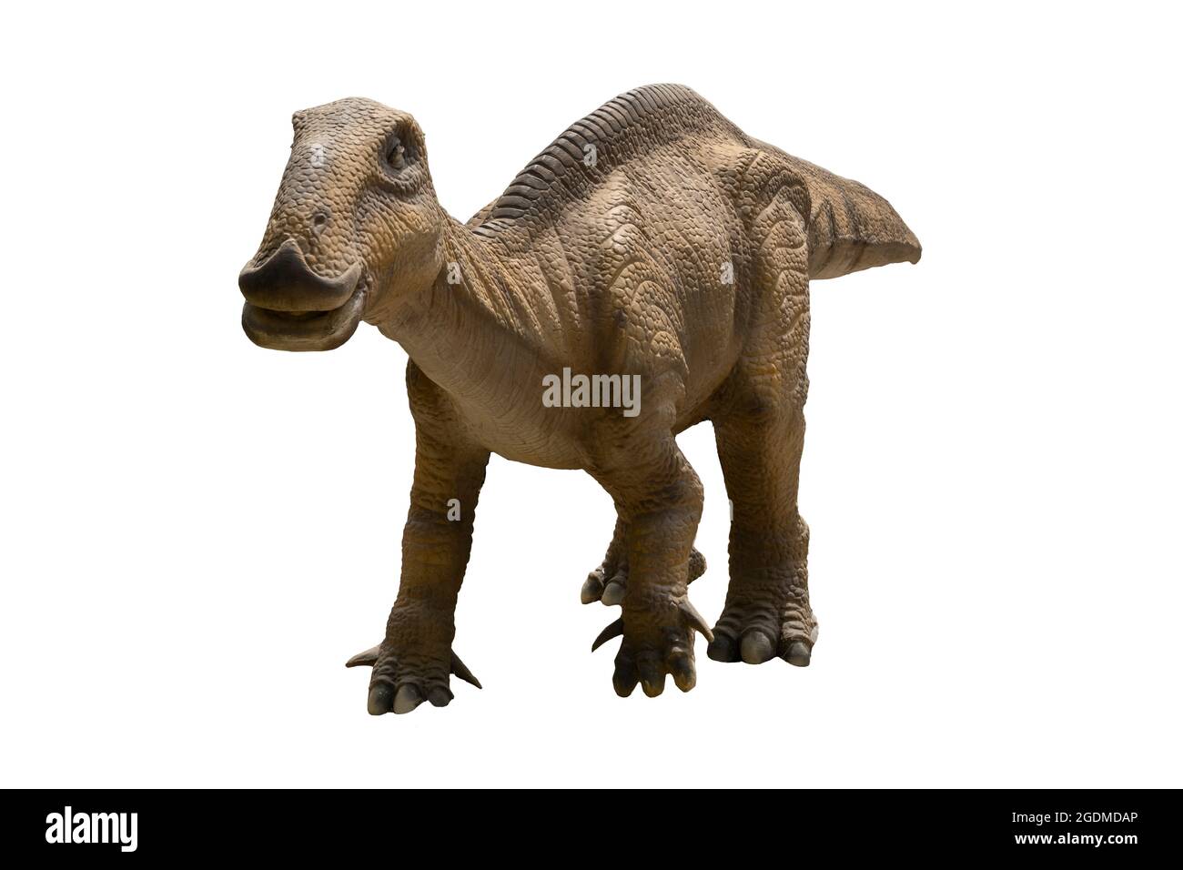 Fossile vivente Immagini senza sfondo e Foto Stock ritagliate - Alamy