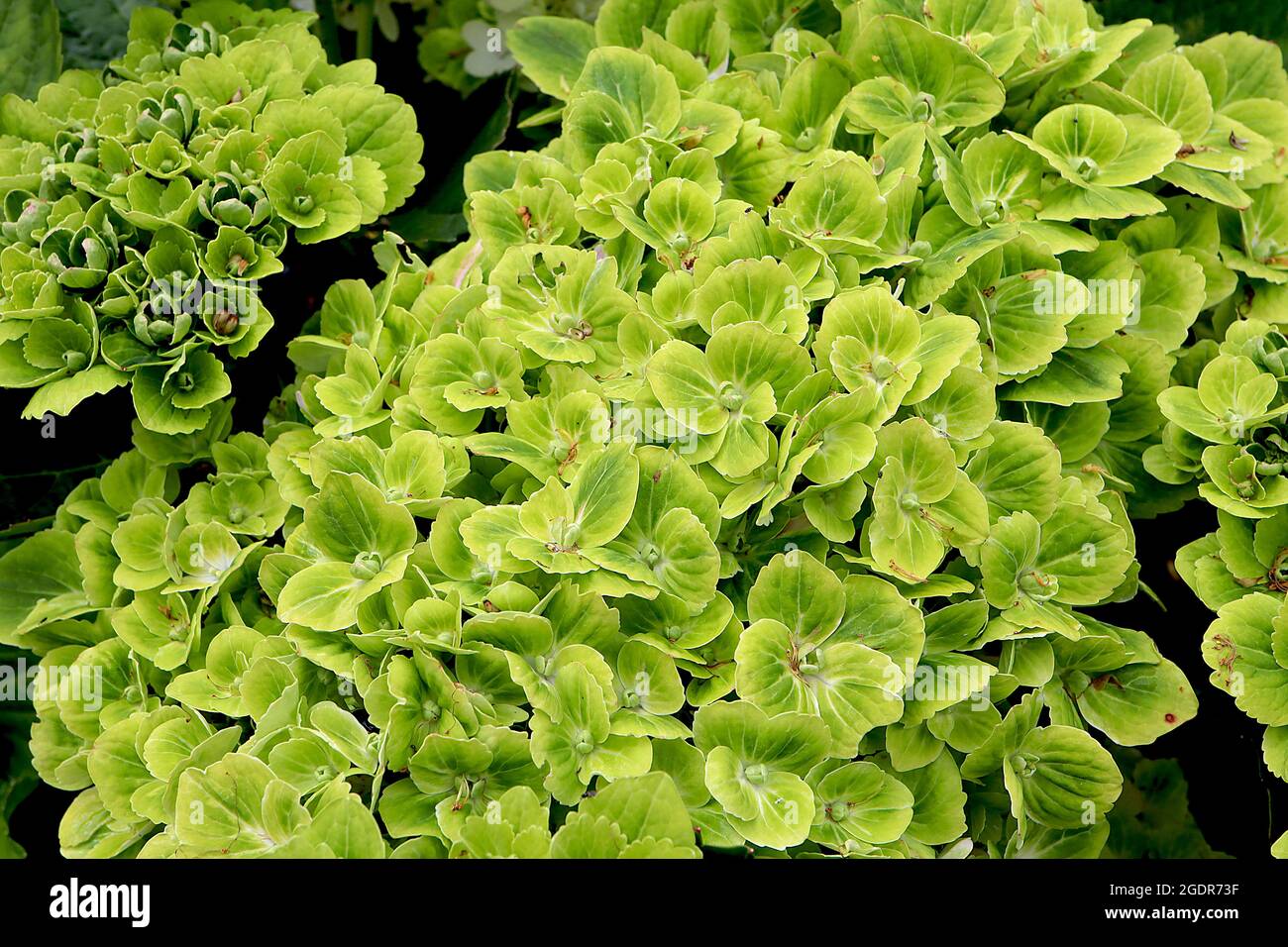 Ortensia macrophylla nuvola verde immagini e fotografie stock ad alta ...