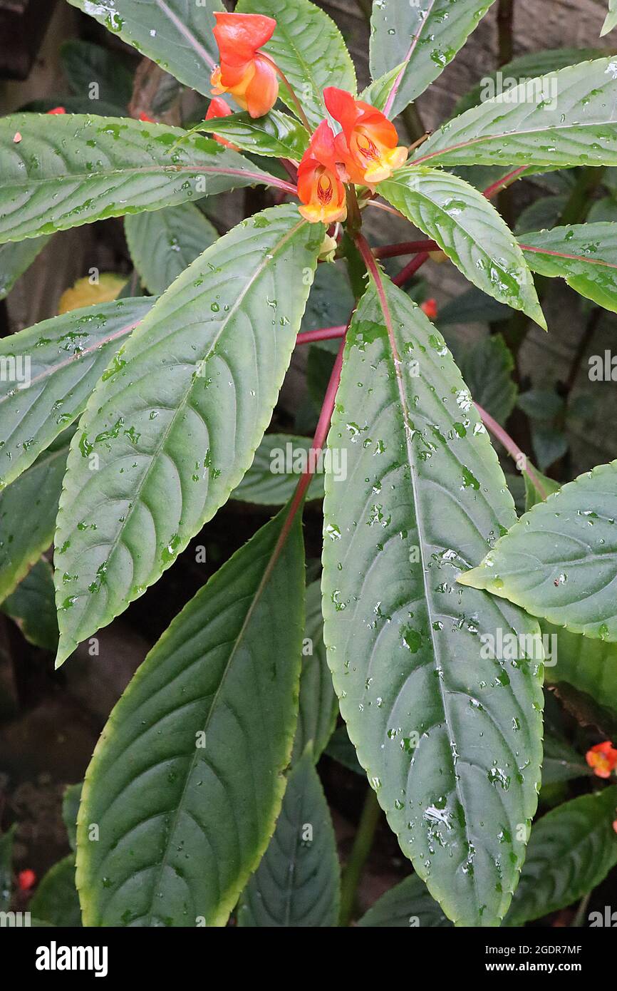 Fiori bilabiati immagini e fotografie stock ad alta risoluzione - Alamy