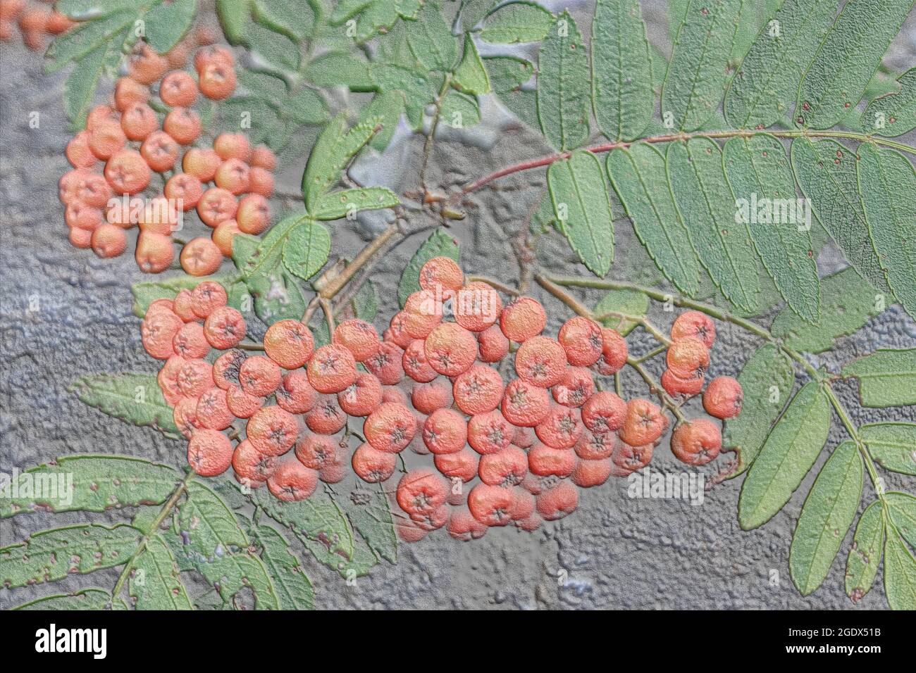 Sorbus aucuparia illustration immagini e fotografie stock ad alta ...