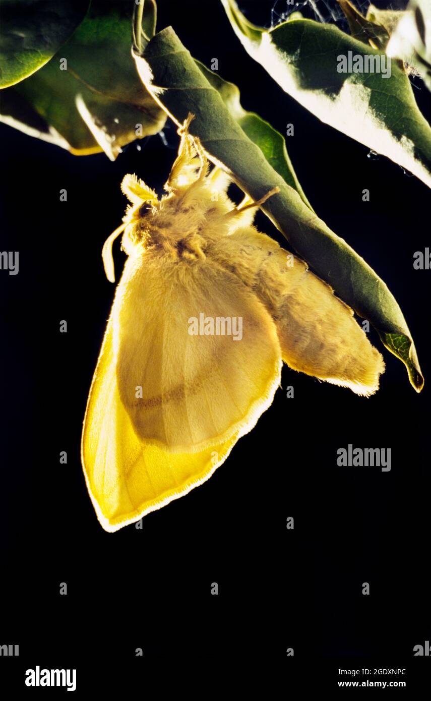 Falene tigrate immagini e fotografie stock ad alta risoluzione - Alamy