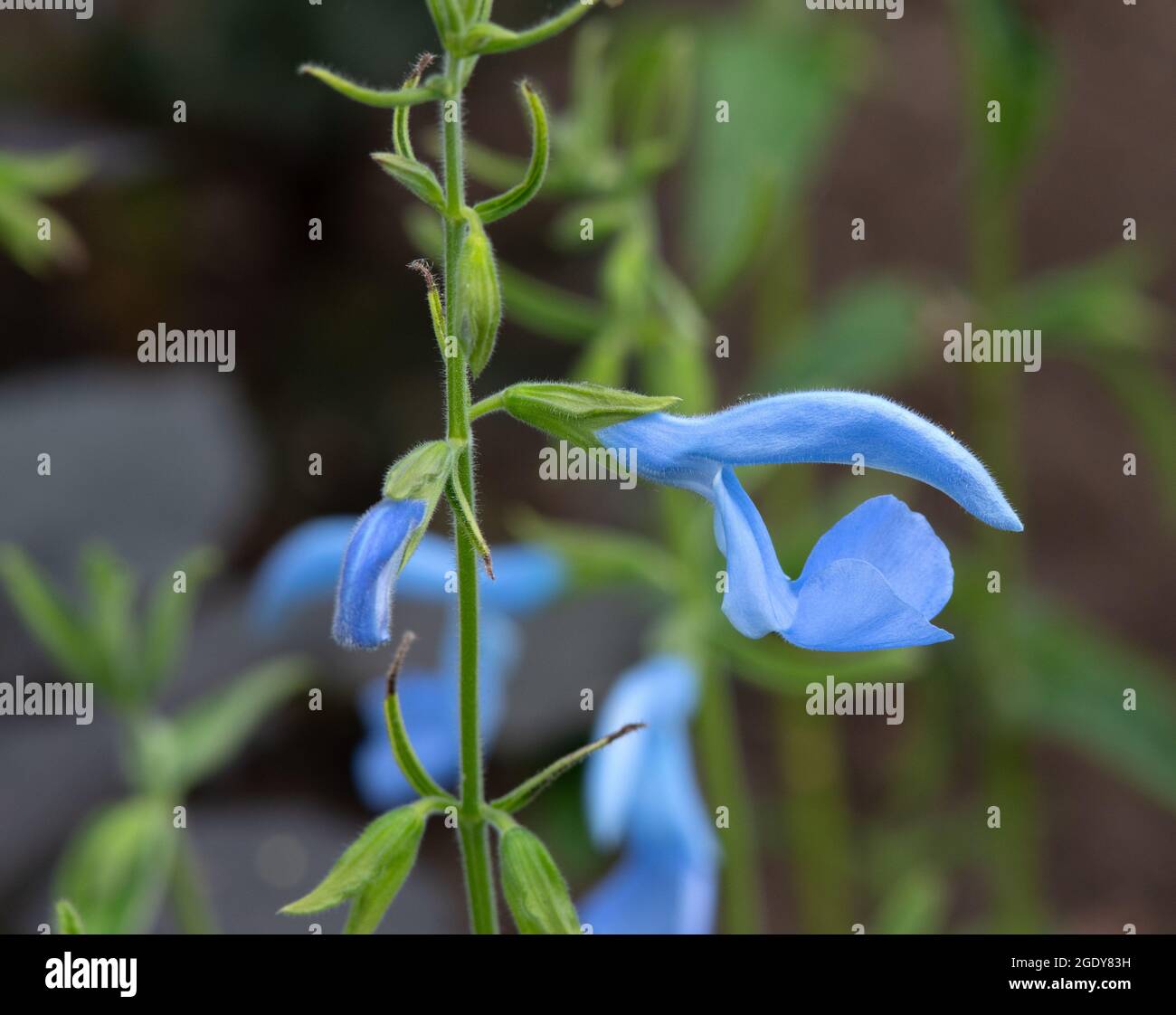 Salvia patens genziana salvia immagini e fotografie stock ad alta ...